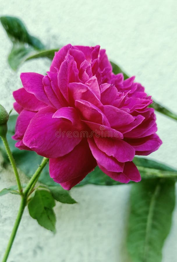 Pink Rose Full Grown stock image. Image of garden, grown - 265130259