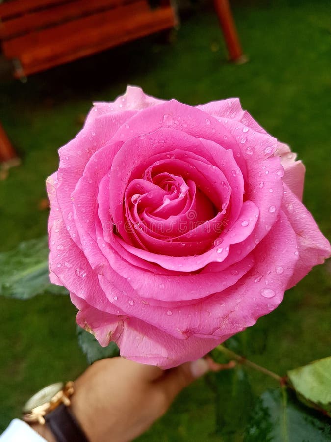 Pink rose in garden stock photo. Image of rose, grass - 181874630