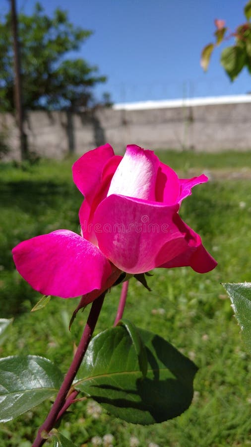 Pink rose in the garden stock image. Image of spring - 208095409