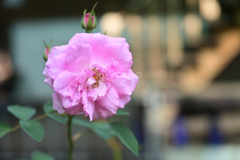 Close Up Beautiful Pink Rose in the Garden, Natural Background Stock ...