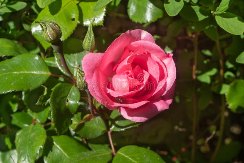 Pink rose in a garden stock photo. Image of vegetable - 331818840