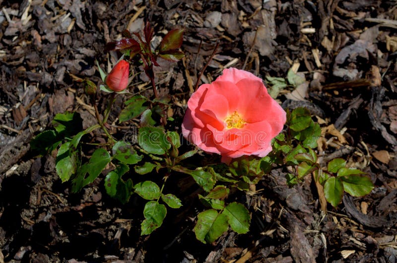 Pink rose stock image. Image of ping, plant, isolated - 41616475