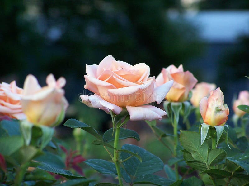 Pink rose garden stock image. Image of pink, garden, flower - 627653