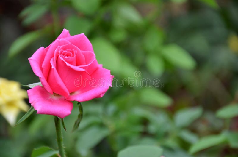 Pink rose in the garden stock photo. Image of natural - 85519148