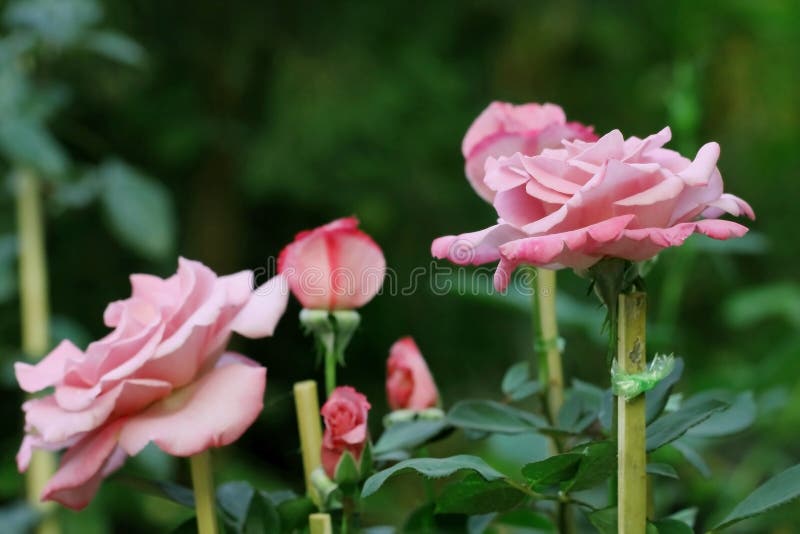 Pink rose in garden. stock image. Image of garden, nature - 50070613