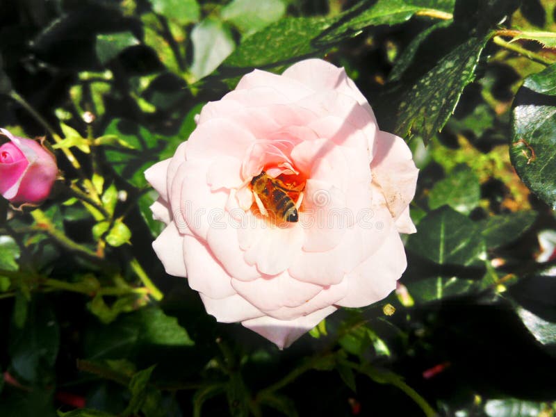Pink Rose in the Garden with Bee Inside Stock Image - Image of leaf ...