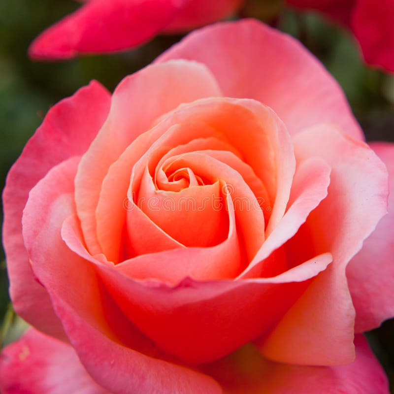 Pink rose in garden stock image. Image of flake, musk - 43122583