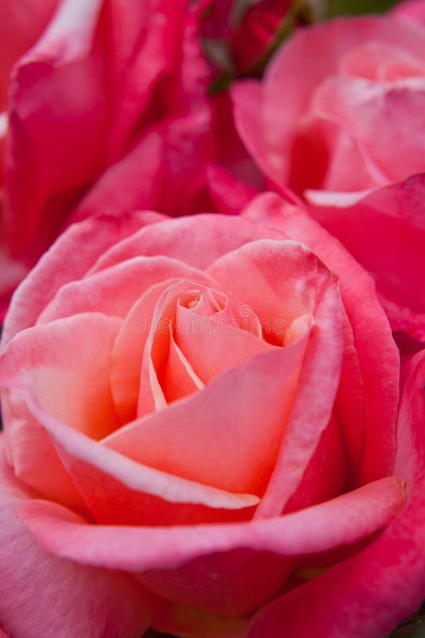 Pink rose in garden stock photo. Image of pespective - 43122616