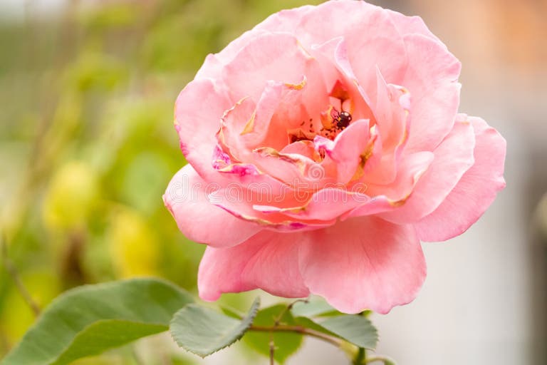 Beautiful Fully Bloomed Pink Lady Rose Stock Photos - Free & Royalty ...