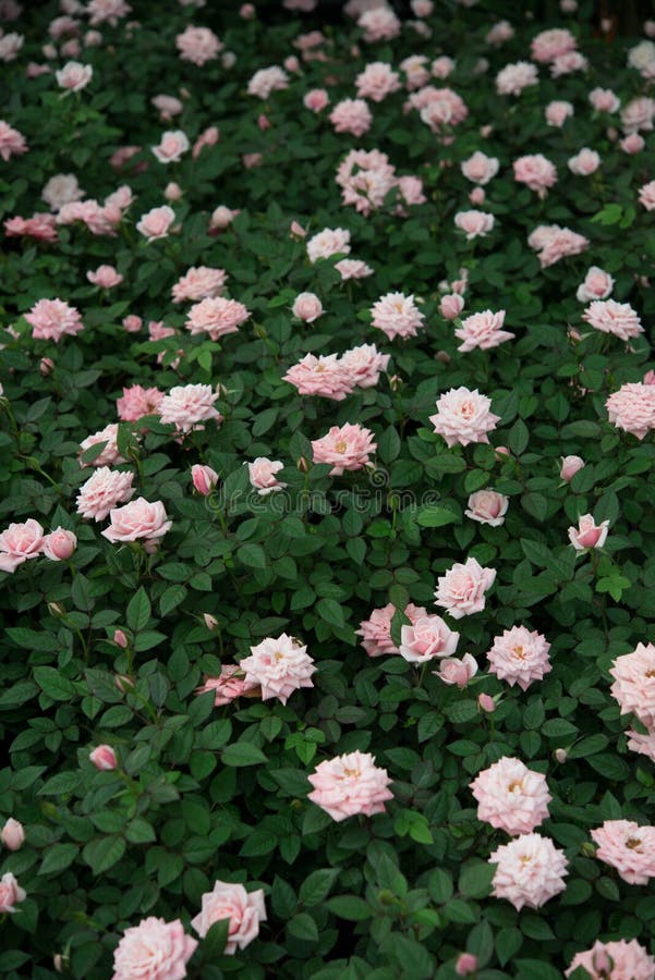 Pink rose in garden stock photo. Image of bouquet, white - 92663850