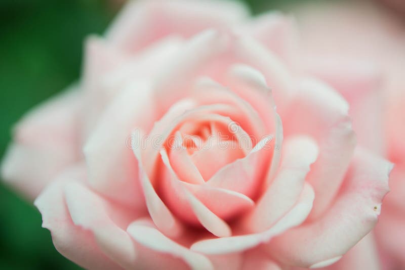 Pink rose in garden stock photo. Image of field, flower - 92663428