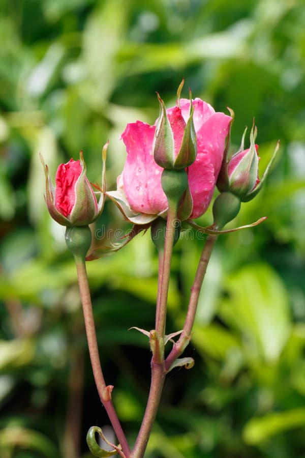 Pink rose in a garden stock photo. Image of rosebush - 121349016