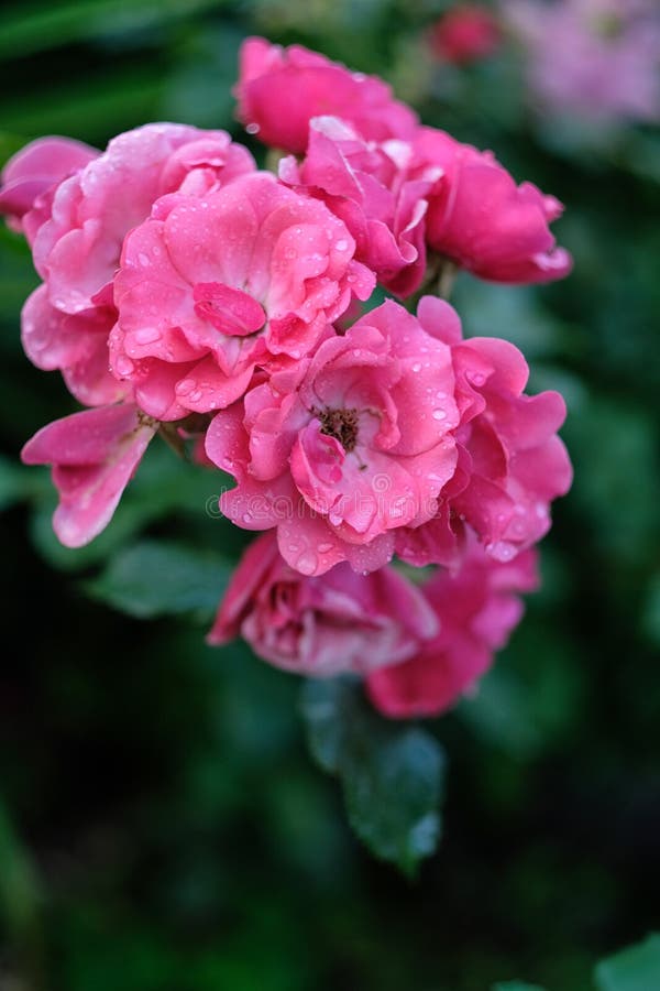 Pink Rose in the Garden after Rain Stock Photo - Image of rose, beauty ...