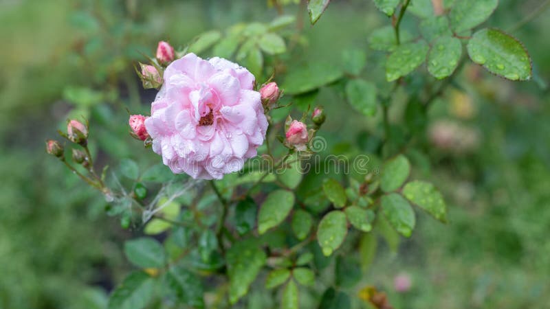 Pink rose in the garden. stock image. Image of closeup - 328721587