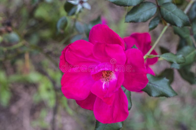 A Pink Rose in a Garden in the Southern Fall Stock Photo - Image of ...