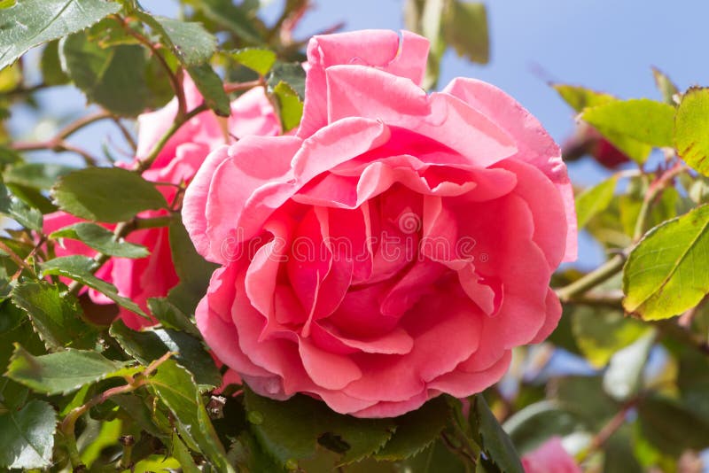 Pink rose in a garden stock image. Image of floral, vegetable - 149020819