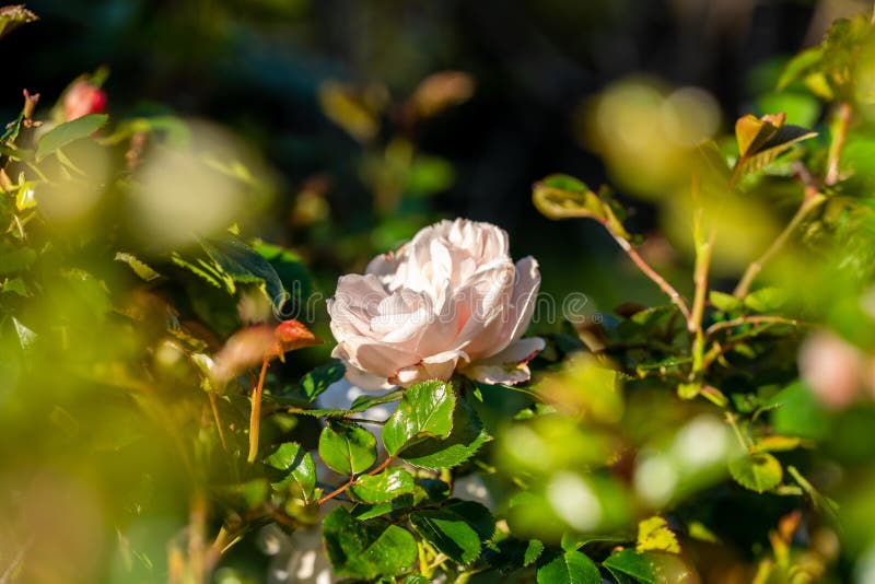 Pink Rose in a Garden in Springtime Stock Photo - Image of australia ...
