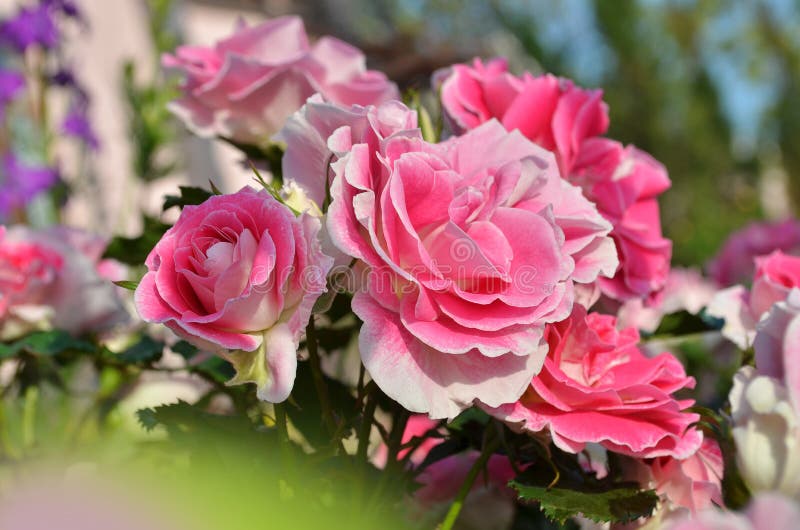 Pink rose in the garden. stock photo. Image of flora - 81487634