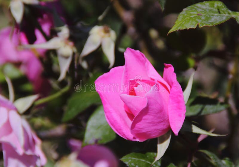 Pink Rose on the Garden. Roses Foto Stock Photo - Image of performance ...