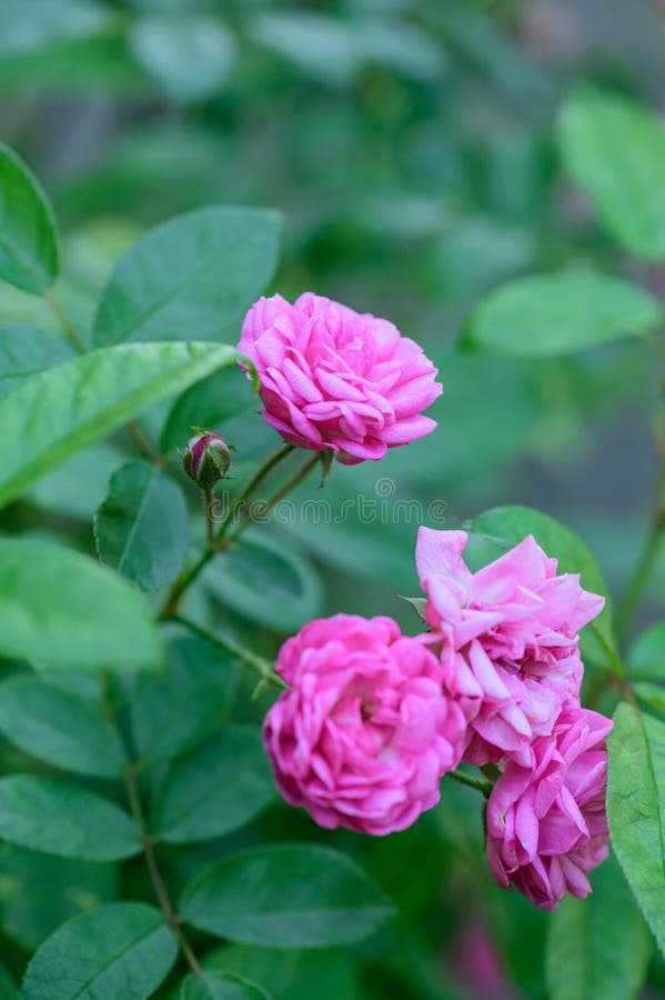 Pink rose in the garden stock image. Image of beauty - 210324443