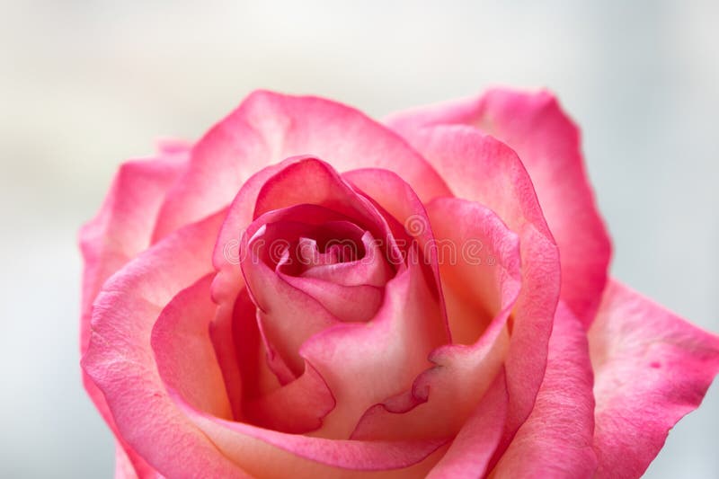 Pink Rose Gentle Background, Flowers Pattern. Stock Photo - Image of ...
