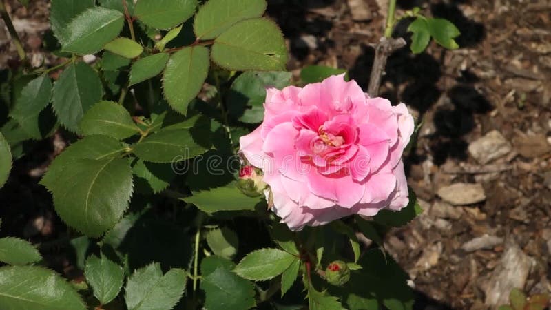 Pink Rose in the Wind. Bright Inflorescence, Nature. Summer, Warm ...