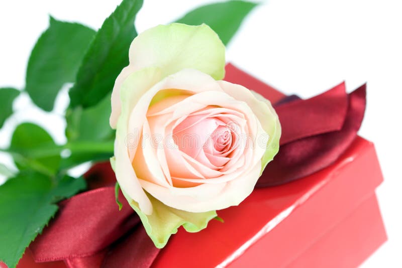 Pink rose and gift box. stock image. Image of rose, white - 7229239
