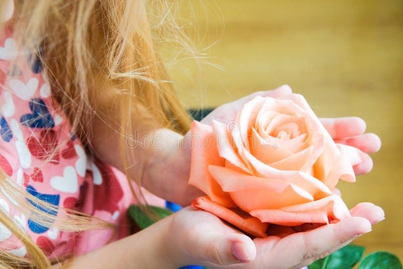 Pink rose on hand stock photo. Image of beautiful, petals - 143505650