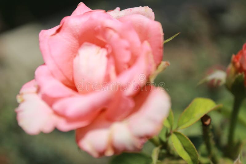 Pink Rose stock image. Image of rose, giving, pink, kumar - 94494449