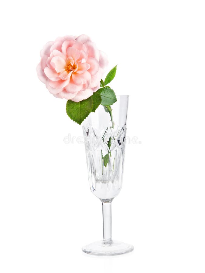 Pink rose in a glass vase stock image. Image of glass - 28477961