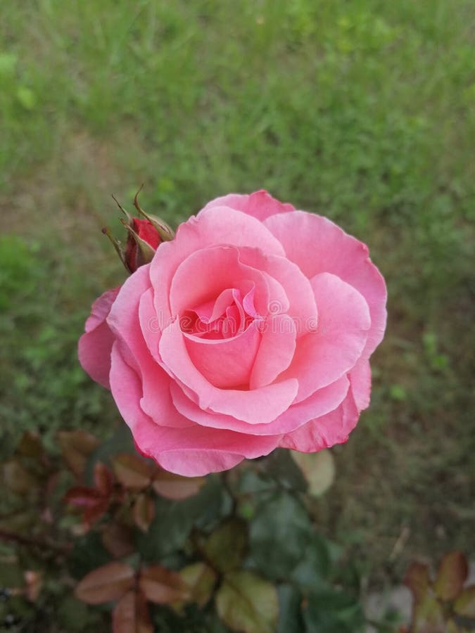 Summer Graas in the Morning Stock Image - Image of natural, green ...