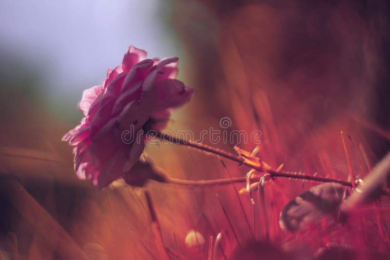 Pink rose in the grass stock image. Image of pink, color - 118443323