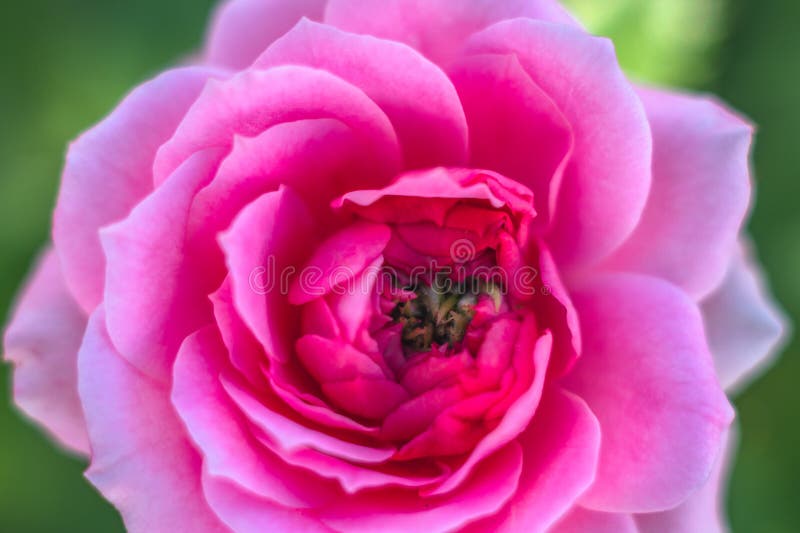 A Pink Rose with a Green Center and a Green Center. Stock Photo - Image ...