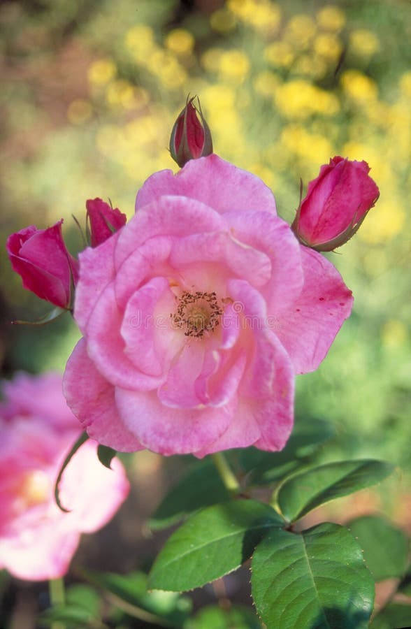 Pink Rose With Green Foliage Stock Image - Image of spring, green: 12646631
