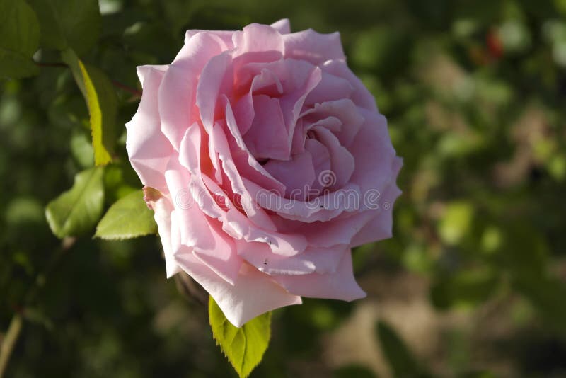 Pink rose stock image. Image of nature, floral, pink - 92360933