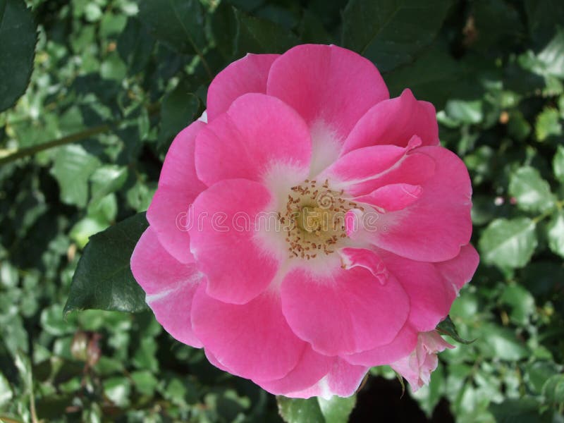 Pink Rose among Green Leaves Stock Image - Image of frame, botanic ...