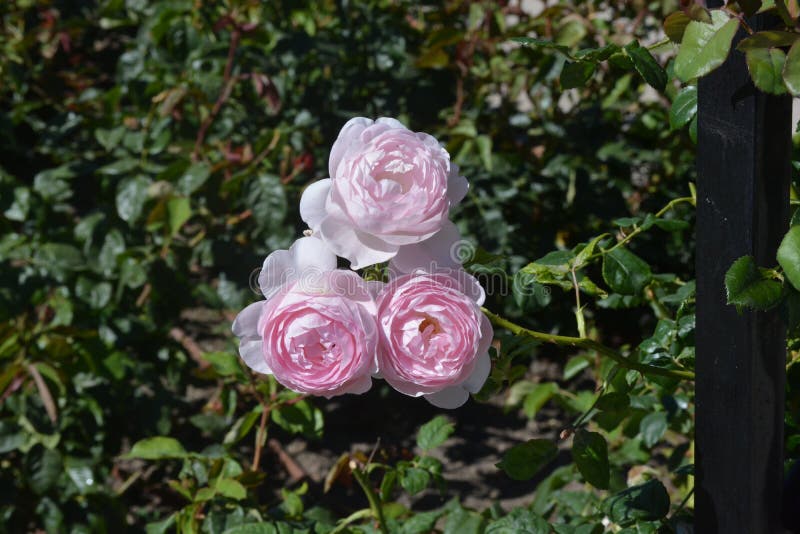 Pink rose among green stock image. Image of roses, spring - 119865103