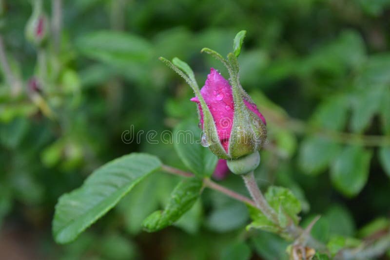 Pink rose stock image. Image of lovely, pink, grow, like - 76799561