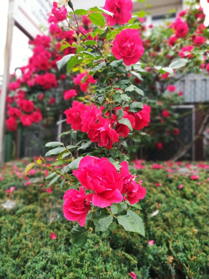 Pink Rose Growing in the Garden Stock Photo - Image of flower, fresh ...