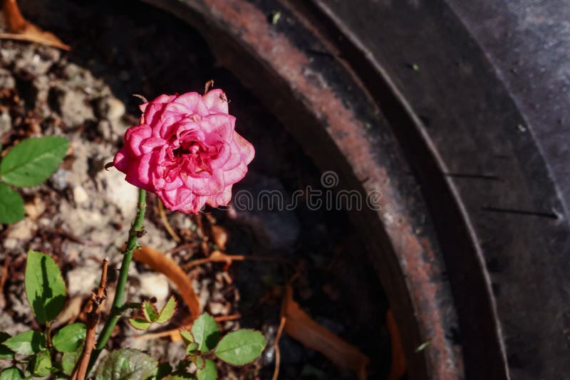 Pink Rose Growing in Rubber Wheel Tire with Light Sunset Shade Stock ...