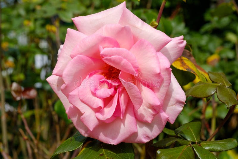 Pink Rose Grown in the Garden Stock Image - Image of outside, outdoors ...