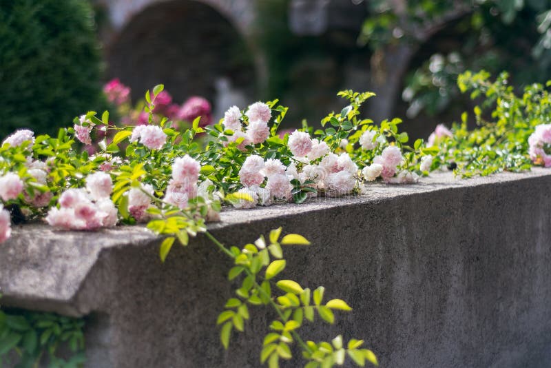 Pink Rose Grows Over Stone Wall Stock Image - Image of vibrant ...