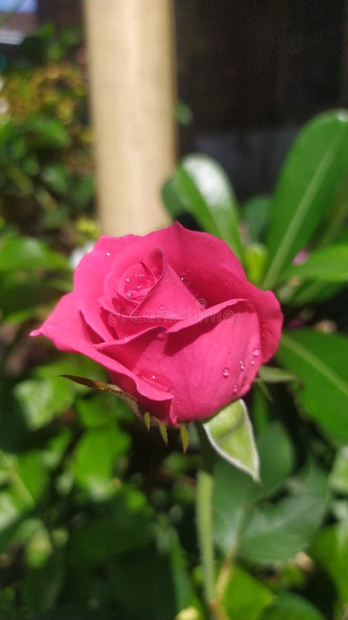 A Pink Rose Half Blooming in the Sunshine Stock Image - Image of shrub ...