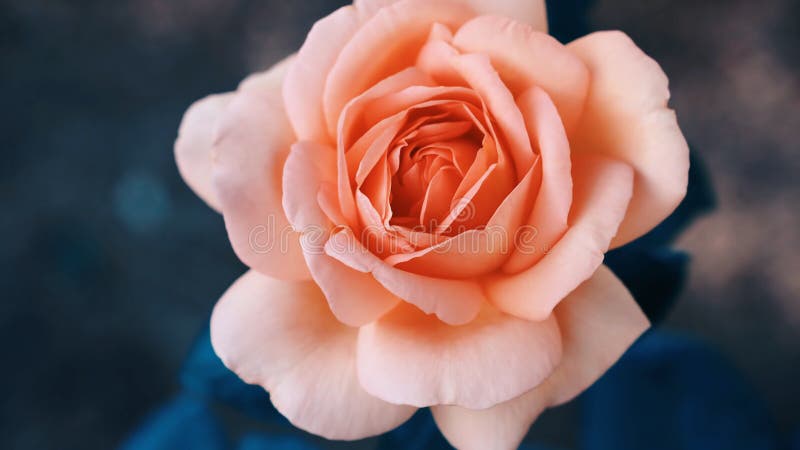 Pink rose in hand -flower stock photo. Image of garden - 132329960