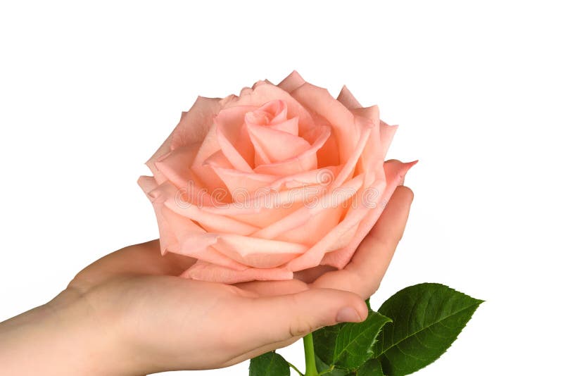 Pink Rose in a Hand, Isolated Stock Photo - Image of girl, female: 96440930