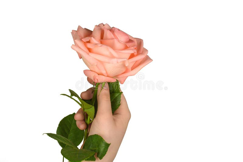 12,153 Hand Holding Pink Rose Photos - Free & Royalty-Free Stock Photos ...