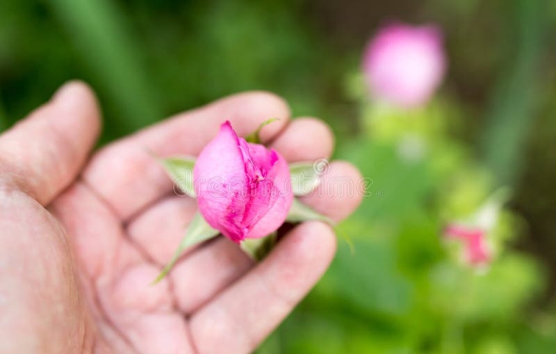 Pink Rose in Hand on Nature Stock Photo - Image of green, bright: 110141940