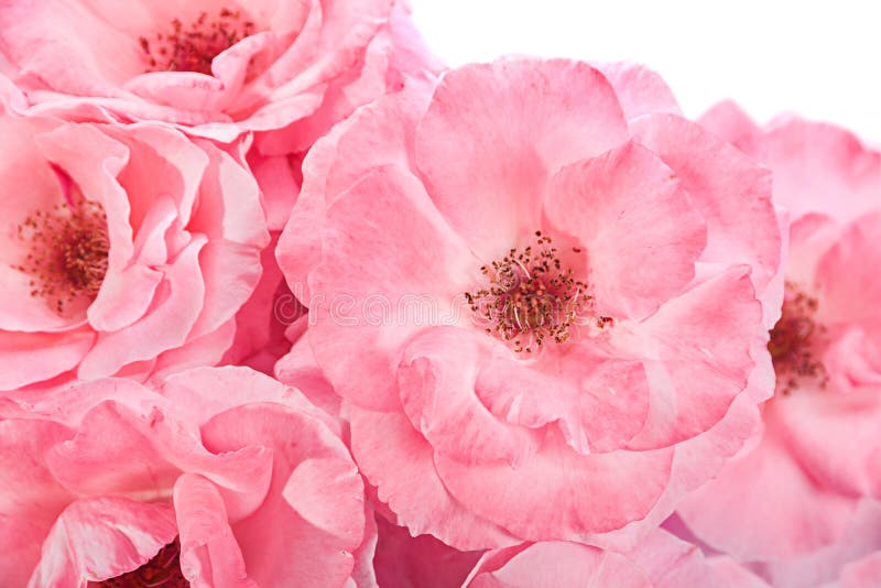 Rose head stock image. Image of color, white, rose, flower - 29379855