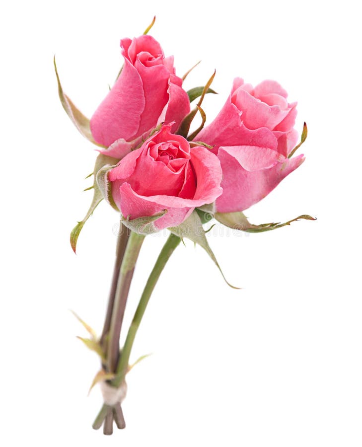 Pink rose head stock photo. Image of pink, valentine - 41830182