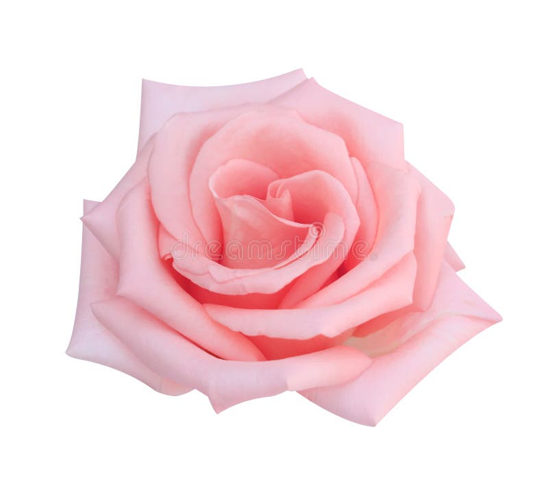 Pink Rose Head Flower Isolated on White Background, Soft Focus and ...